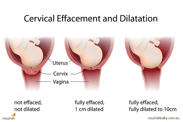 cervix before labour